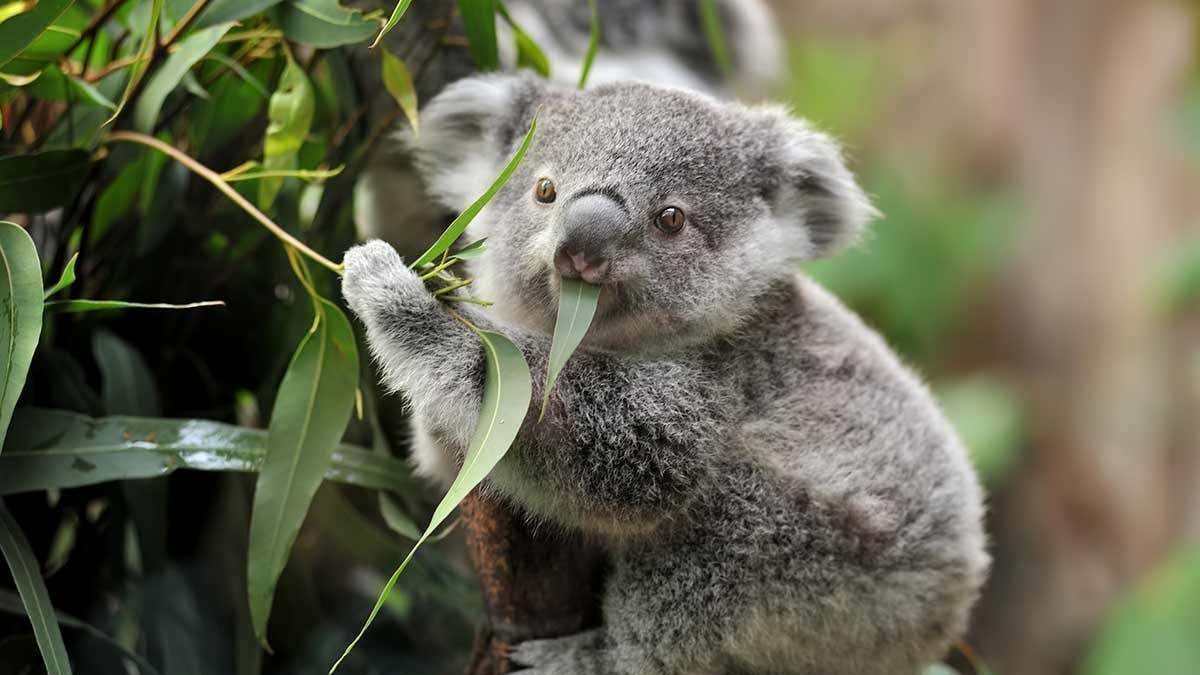 Petition · Koala's off the endangered list - United States · Change.org