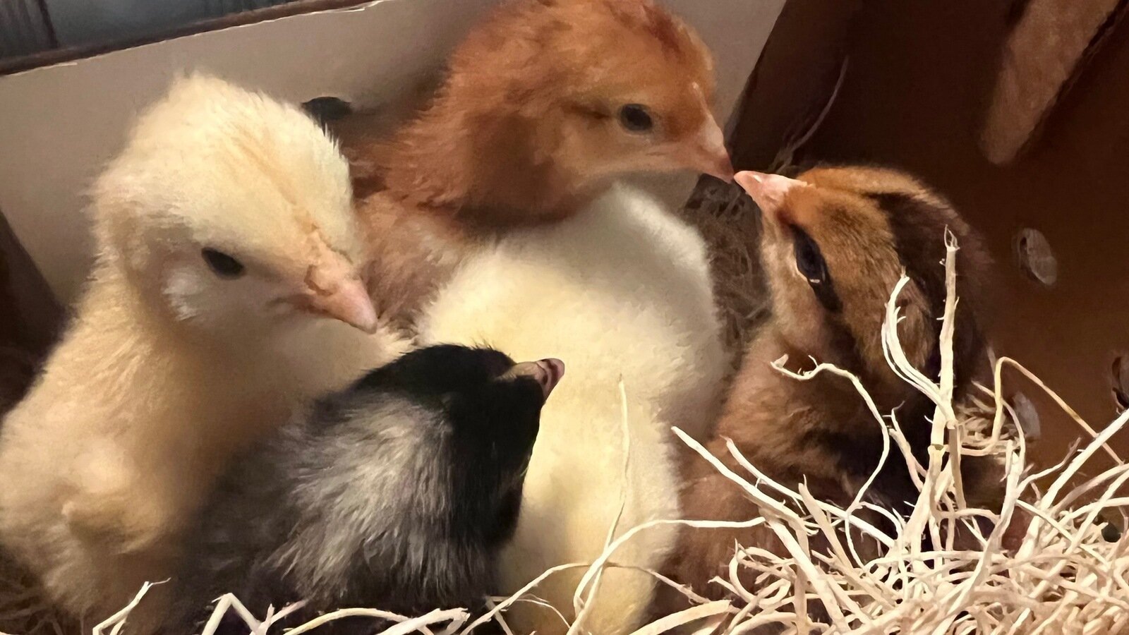 Petition · Implement a Chicken Pilot Program in Carney's Point Township ...