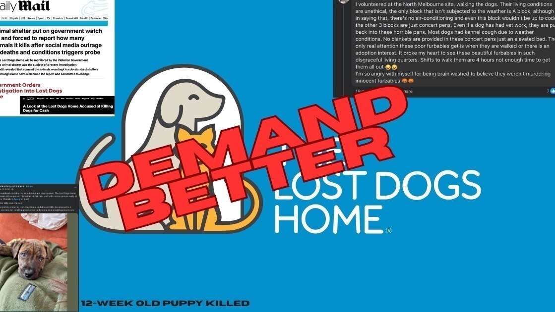 Petition · Demand Change at the Lost Dogs' Home - a "home" killing 12 ...