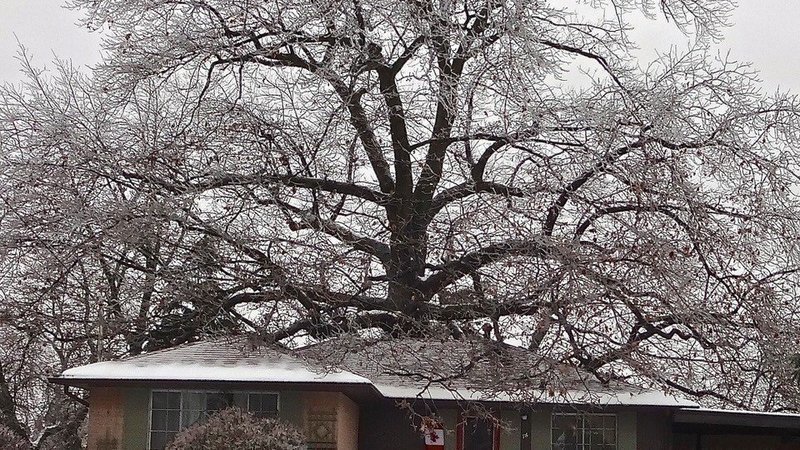 Petition · Help Preserve Our 250-Year-Old Heritage Red Oak Tree ...