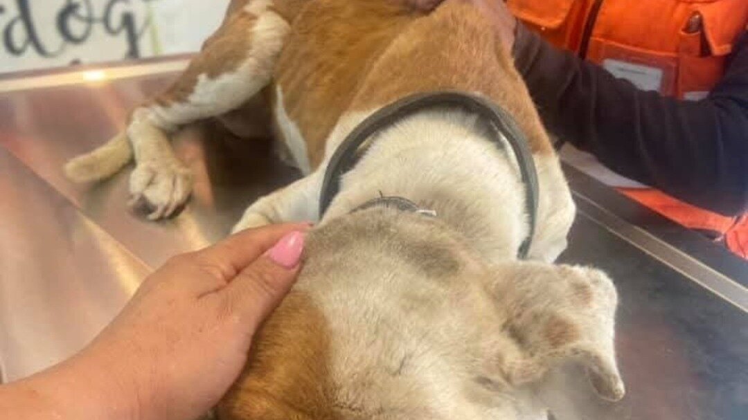 Petition · Implement strict laws for pet owner accountability - United ...