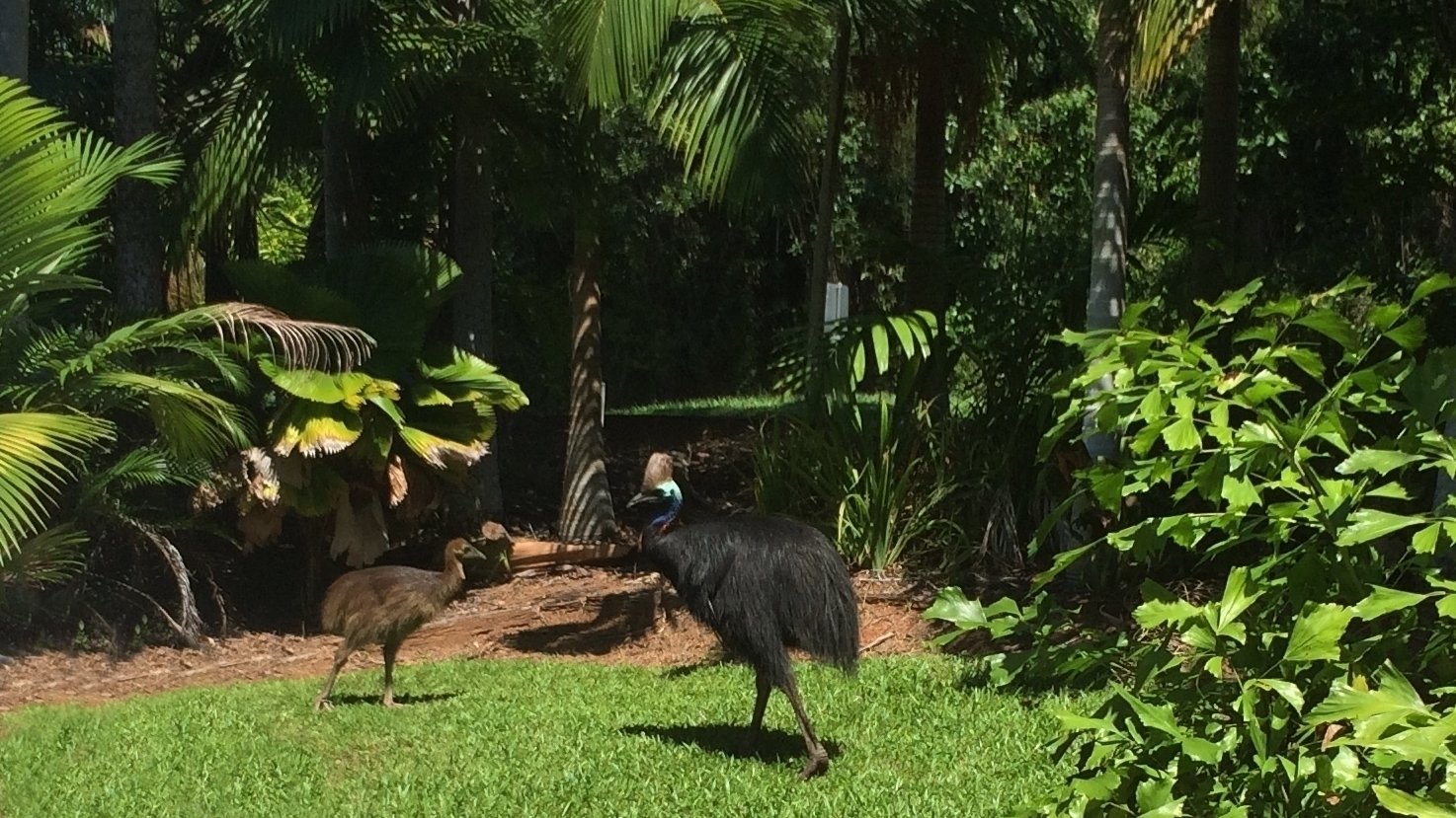 Petition · Save the Cassowary! - Australia · Change.org