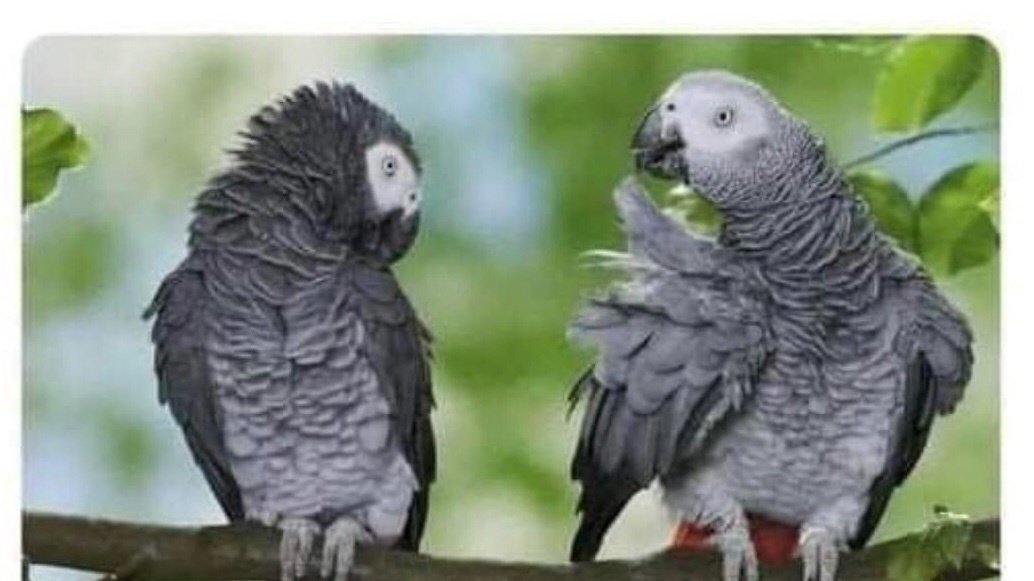 Petition · Return 5 swearing parrots to their display - United Kingdom ...