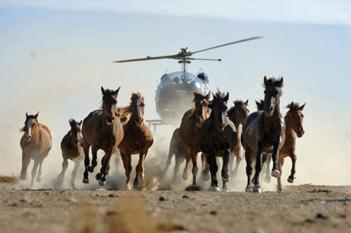 Petition · save 7000 AUSTRALIAN BRUMBIES FROM AERIAL MASSACRE IN APRIL ...