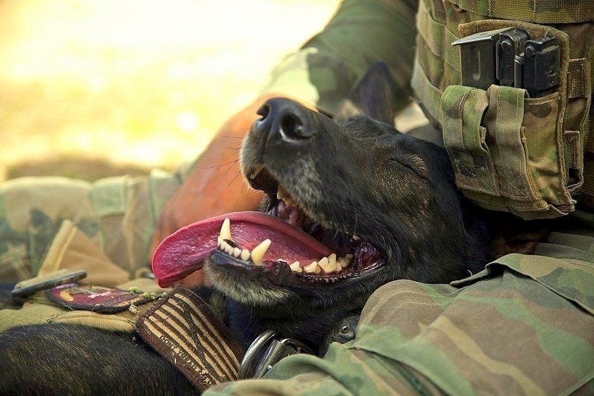 Petition · Bring Our Abandoned Military Dogs Home from Overseas ...