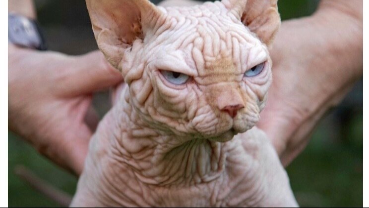 Petition · Stop the Cruel Breeding of XL Bully Cats in the UK - United ...