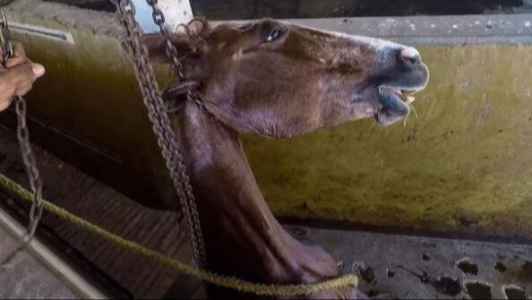 Petition · End Horse Slaughter and Prohibit Transport - Thornville ...