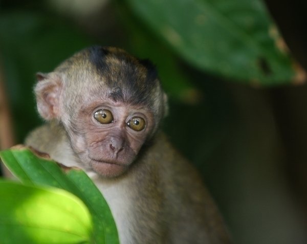 Petition · End Britain's Import of Baby Monkeys for Research - United ...
