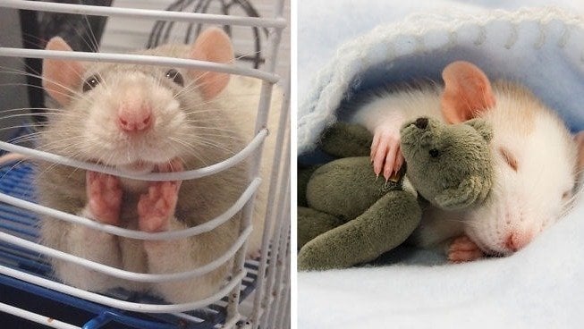 Petition · stop the rat stereotypes - Australia · Change.org
