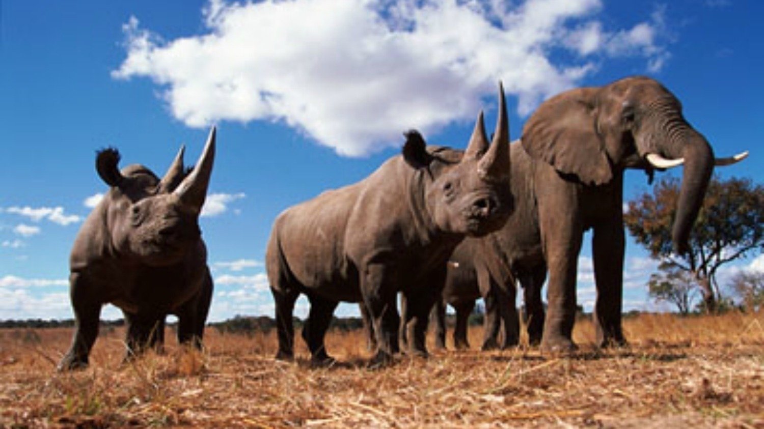 Petition · "Outlaw Elephant Ivory, Rhino Horn, and Trophy Hunting ...