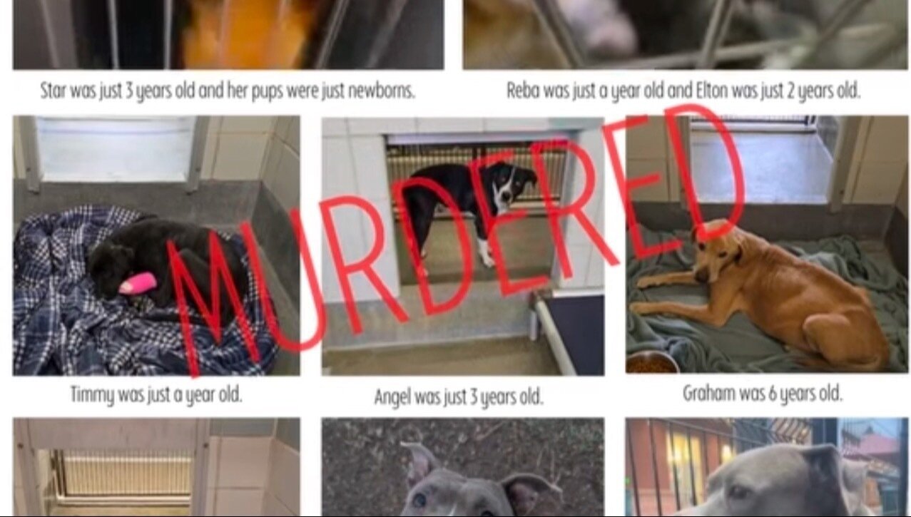 Petition · NO KILL TEXAS. Stop Euthanasia of Healthy Adoptable Animals ...