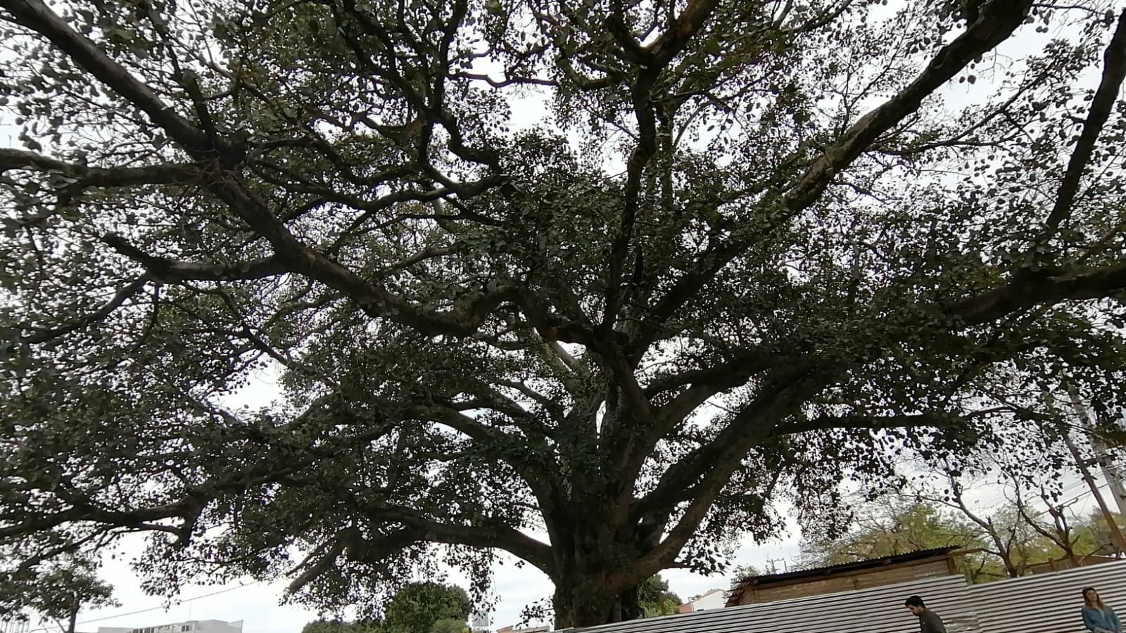 Petición · El Guapo'y de Itauguá debe ser declarado patrimonio cultural ...