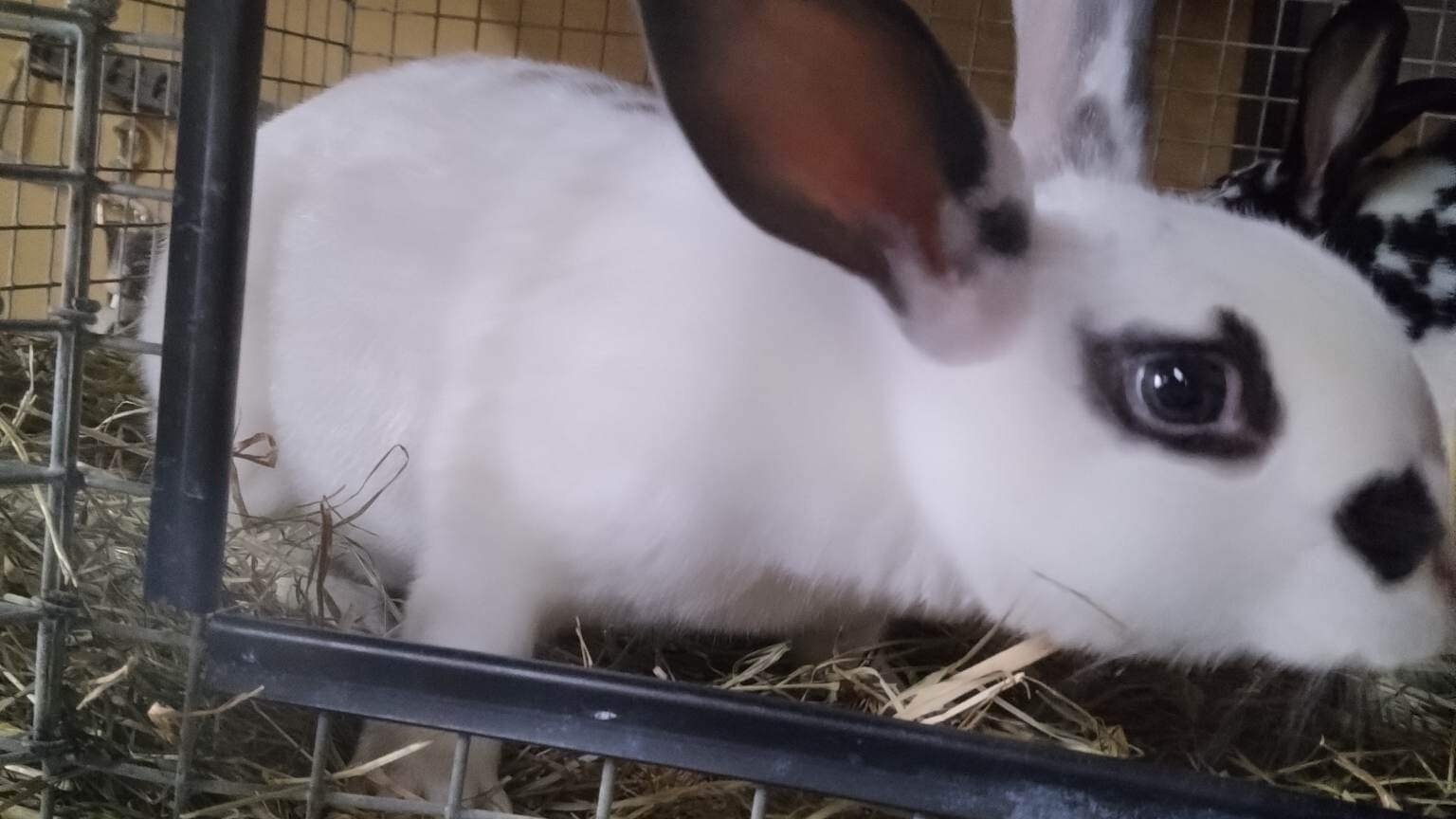 Petition · Let Eleanor and Erin have rabbits - United States · Change.org