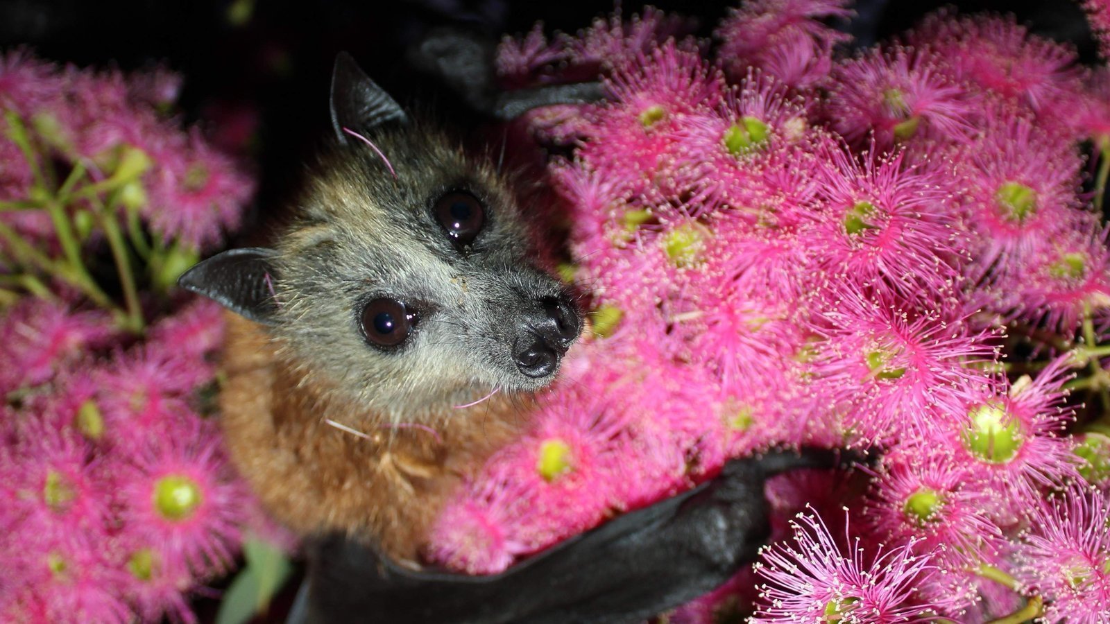 Petition · Colac it's time for a RETHINK - Stop the harassment of a ...