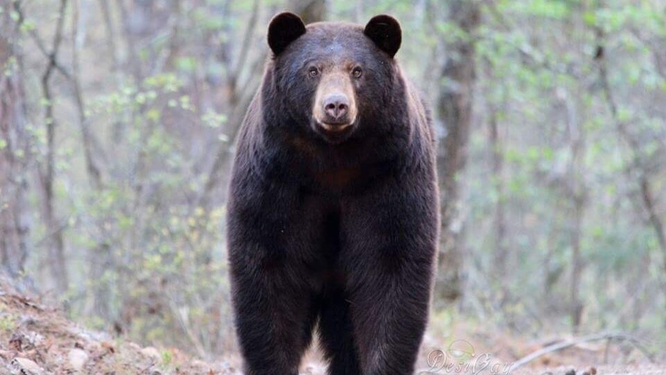 Petition update · Bears Killed so far. 2023 Bear Hunt · Change.org ...