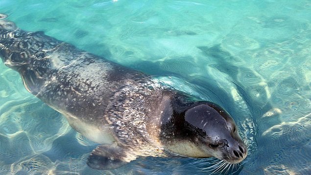 Petition · Stop animal extinction and protect natural habitats ...