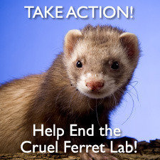 Petition · Tell the Univ. of Washington: End the Cruel Ferret Lab ...