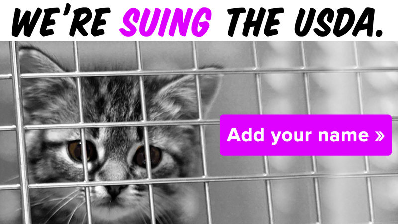 Petition update · SIGNATURES NEEDED: End USDA Kitten Slaughterhouse ...