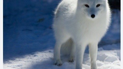 Petition · stop willow project - United States · Change.org