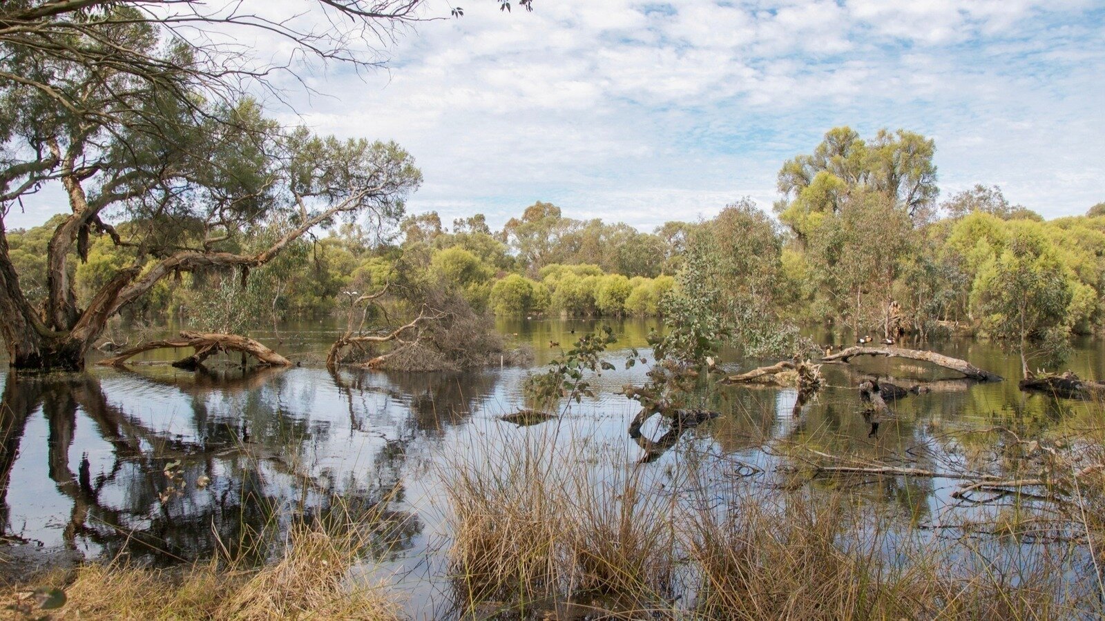Petition · Protect Victoria's Duck Hunting Season - Australia · Change.org