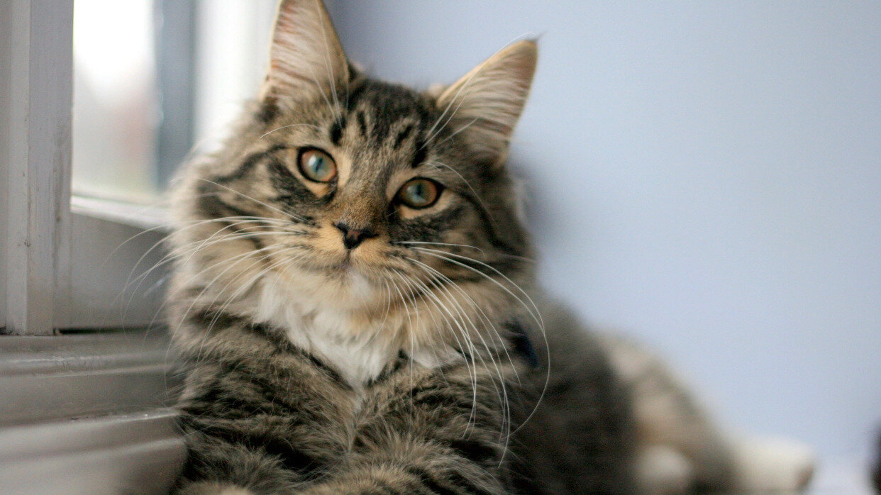 Petition update · Please Save Community Cats Lives - by 25th March ...