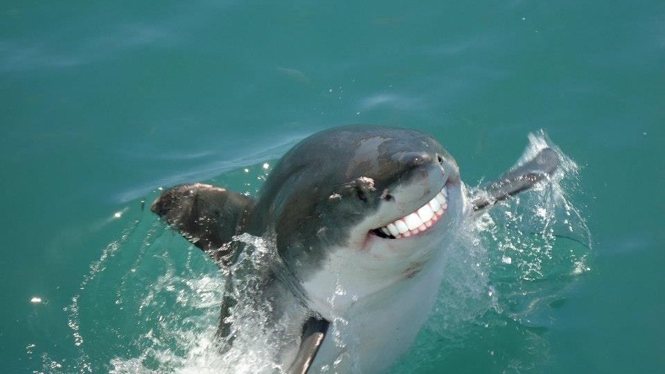 Petition · GET A REAL SHARK ON OUR CAMPUS !! · Change.org