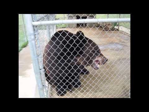 Petition · Free Ben the Bear From Miserable Roadside Zoo - United ...
