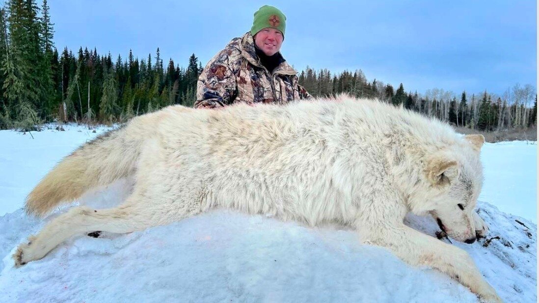 Petition · Stop the Reinstatement of Wolf Killing and Trapping Contests ...