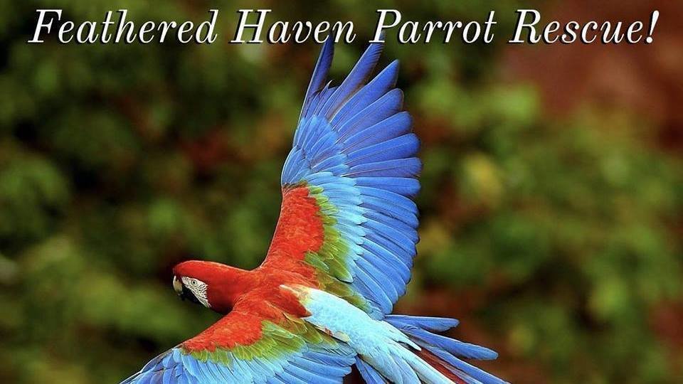 Petition · Help Save Feathered Haven Parrot Rescue.. - Canada · Change.org