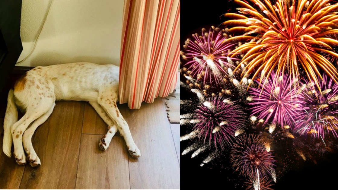 Petition · Switch To Silent Fireworks to Reduce Anxiety In Animals ...