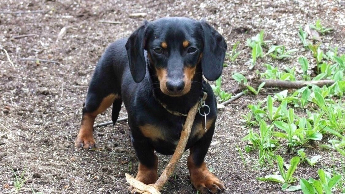 Petition · get gabi a dog - United States · Change.org