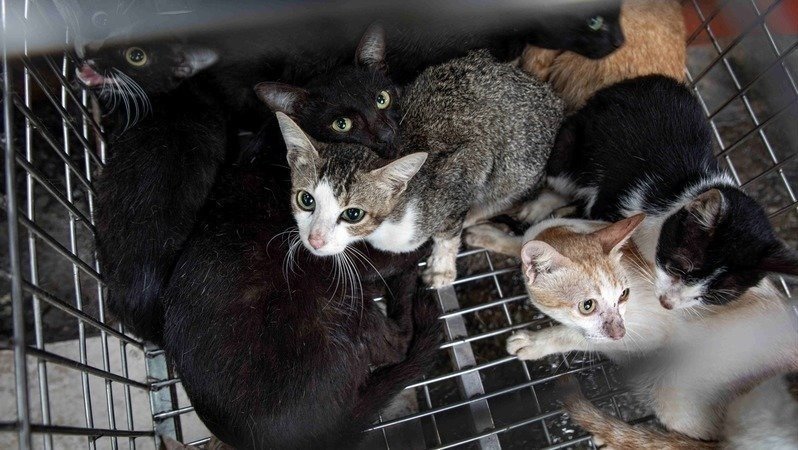 Petition update · These cats are being butchered · Change.org · Change.org