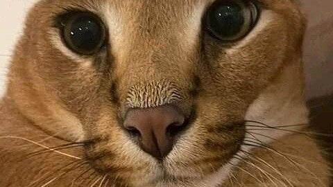 Petition · Support the Floppa Republic - Fort Myers, United States ...