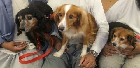 Petition · Reinstate the Prison Pet Program at the Maryland ...