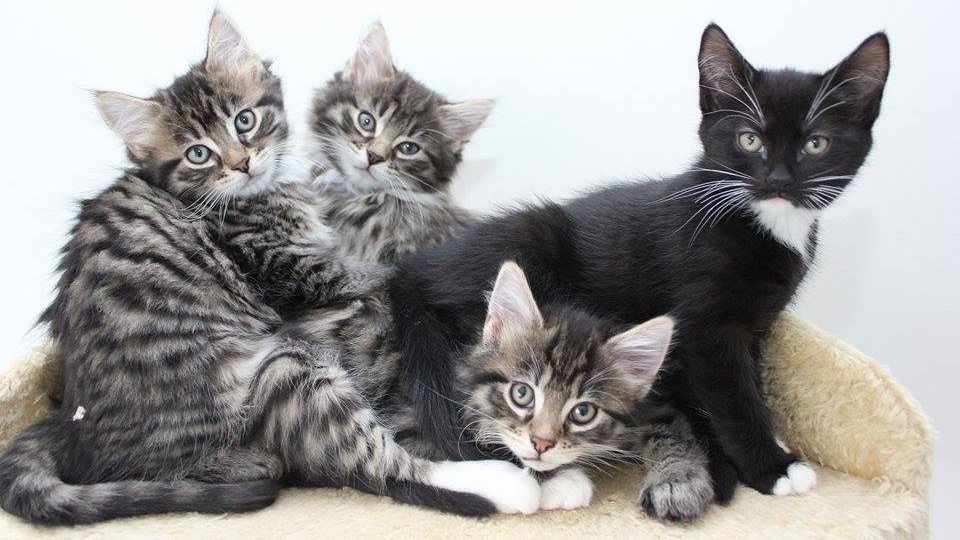 Petition · Provide urgent funding to animal rescue groups to save the ...