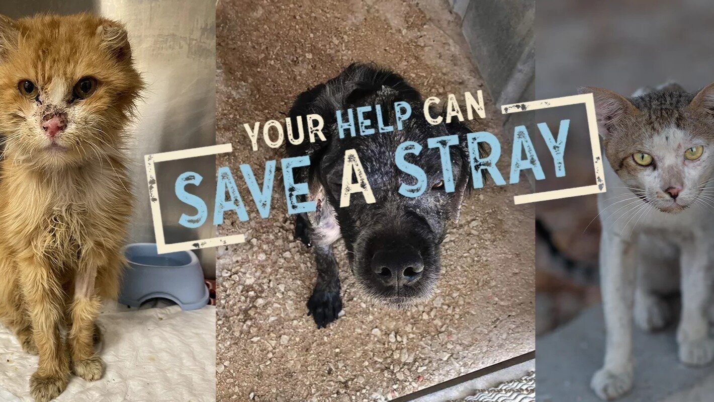 Petition · End Animal Abuse: Petition for Stray Animal Welfare 🐾 ...