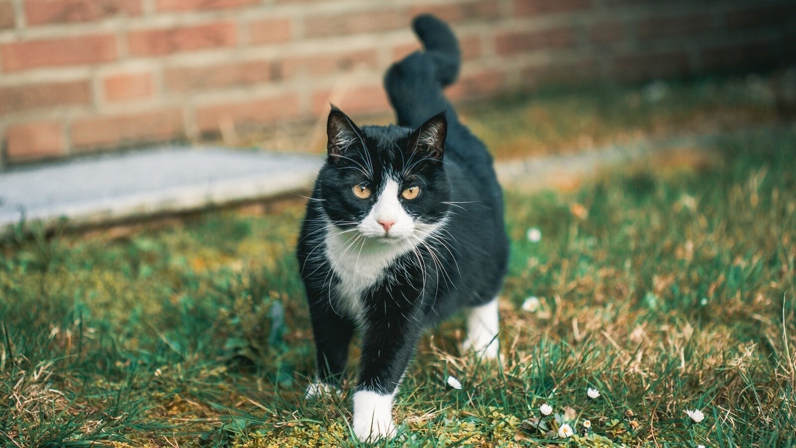 Petition update · Please Speak for Cats against Government plan for ...