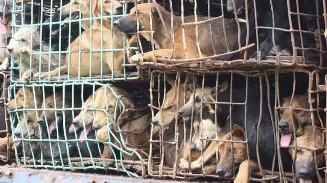 Petition · Ban Puppy Farming in Australia - Australia · Change.org