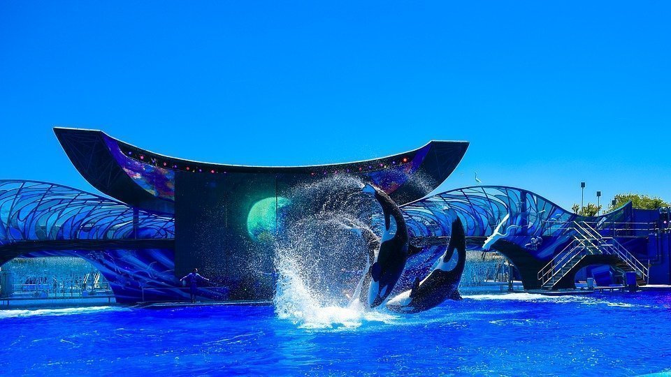 Petition · Make Sure SeaWorld Keeps Cetaceans Safe During COVID-19 ...