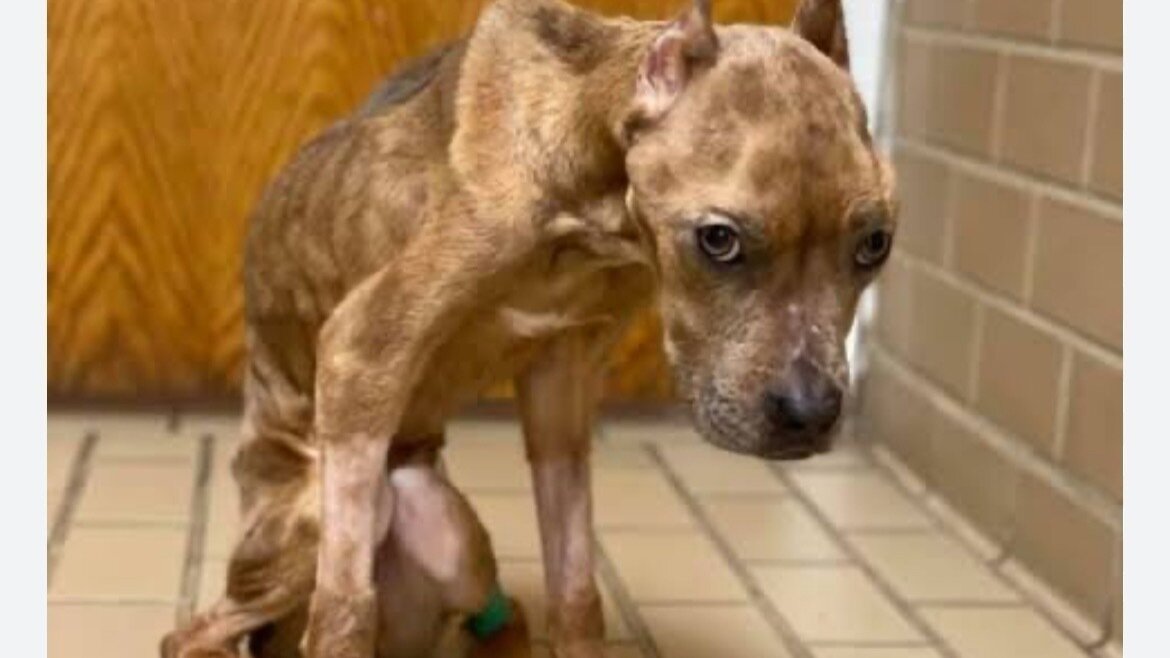 Petition · Change animal cruelty laws to protect innocent pets - United ...