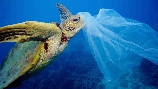 Petition · Save the turtles - Philippines · Change.org
