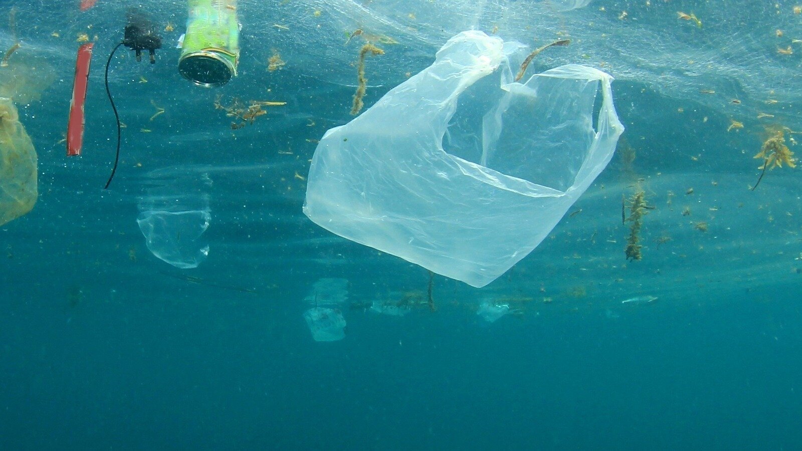Petition · Ban Plastic Bags in Massachusetts for Sustainable ...