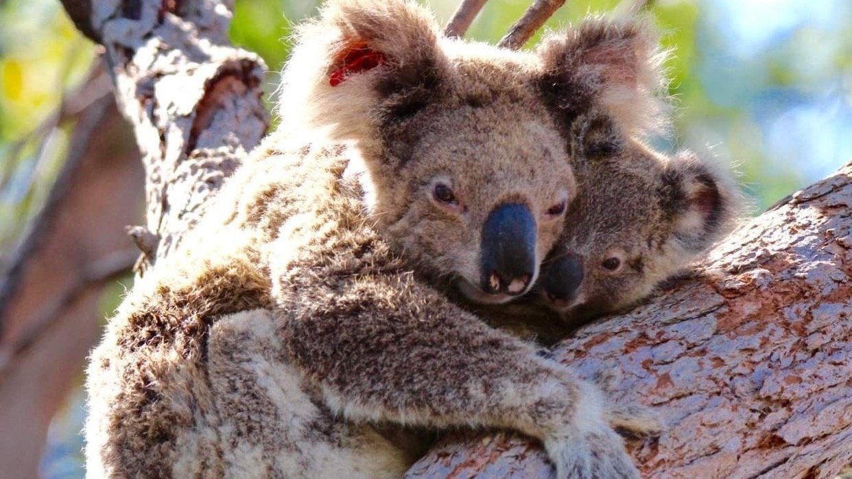 Petition · SAVE ONE OF THE LAST HEALTHY KOALA POPULATIONS - Australia ...