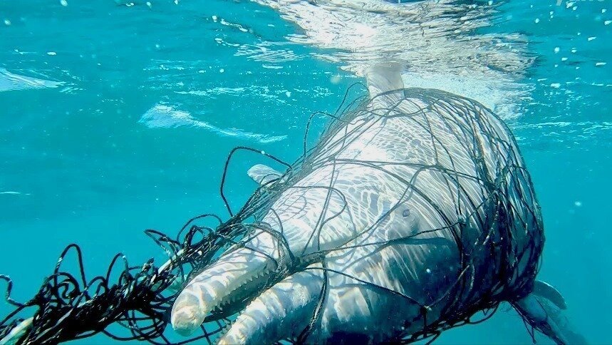 Petition · Say No To Shark Nets - Australia · Change.org