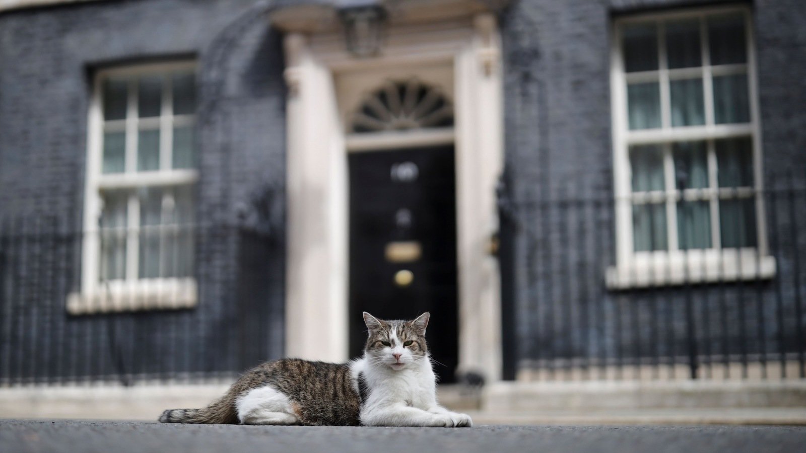Petition Larry The Cat For PM Change Petition Larry The Cat For PM Change
