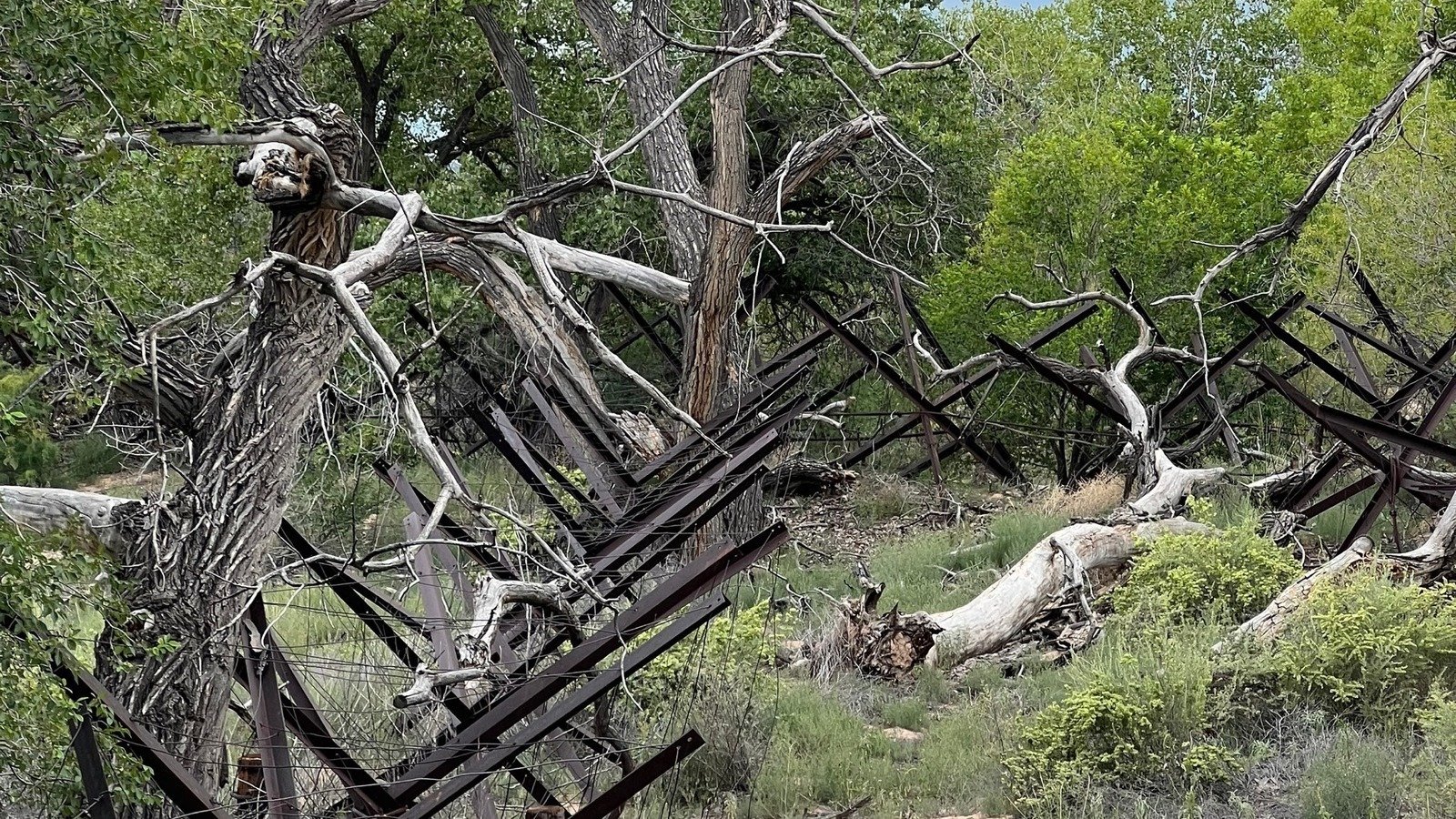 Petition · Get rid of Jetty Jacks in the Bosque to help Albuquerque ...