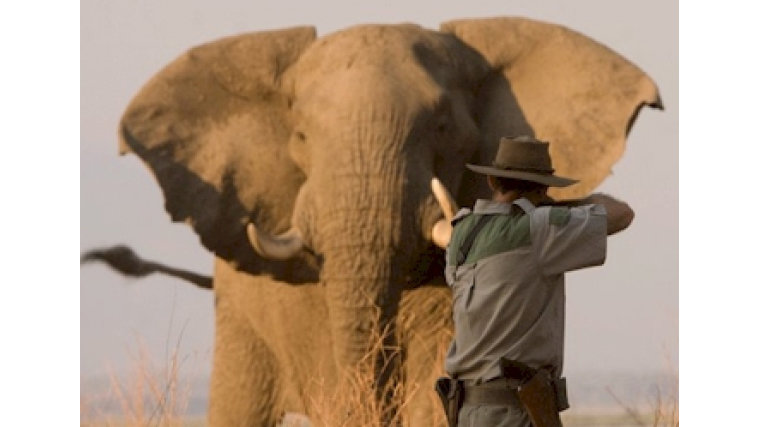 Petition · Germany, Stop the Import of Hunting Trophies of Protected ...
