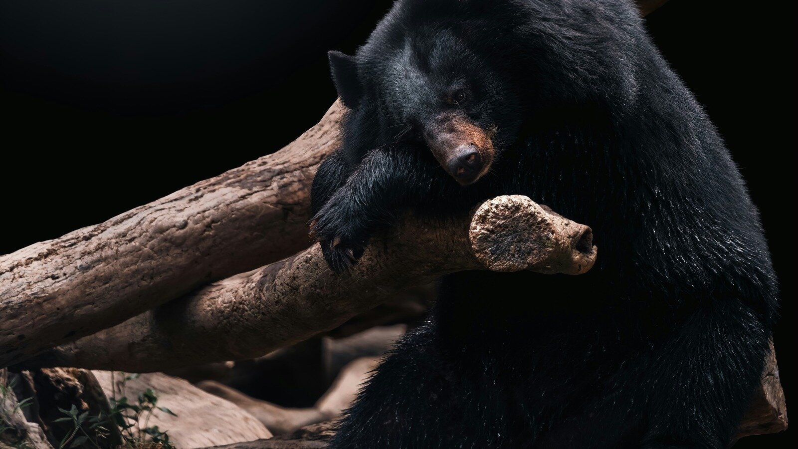 Petition · Stop Florida’s Cruel Black Bear Trophy Hunt - United States ...