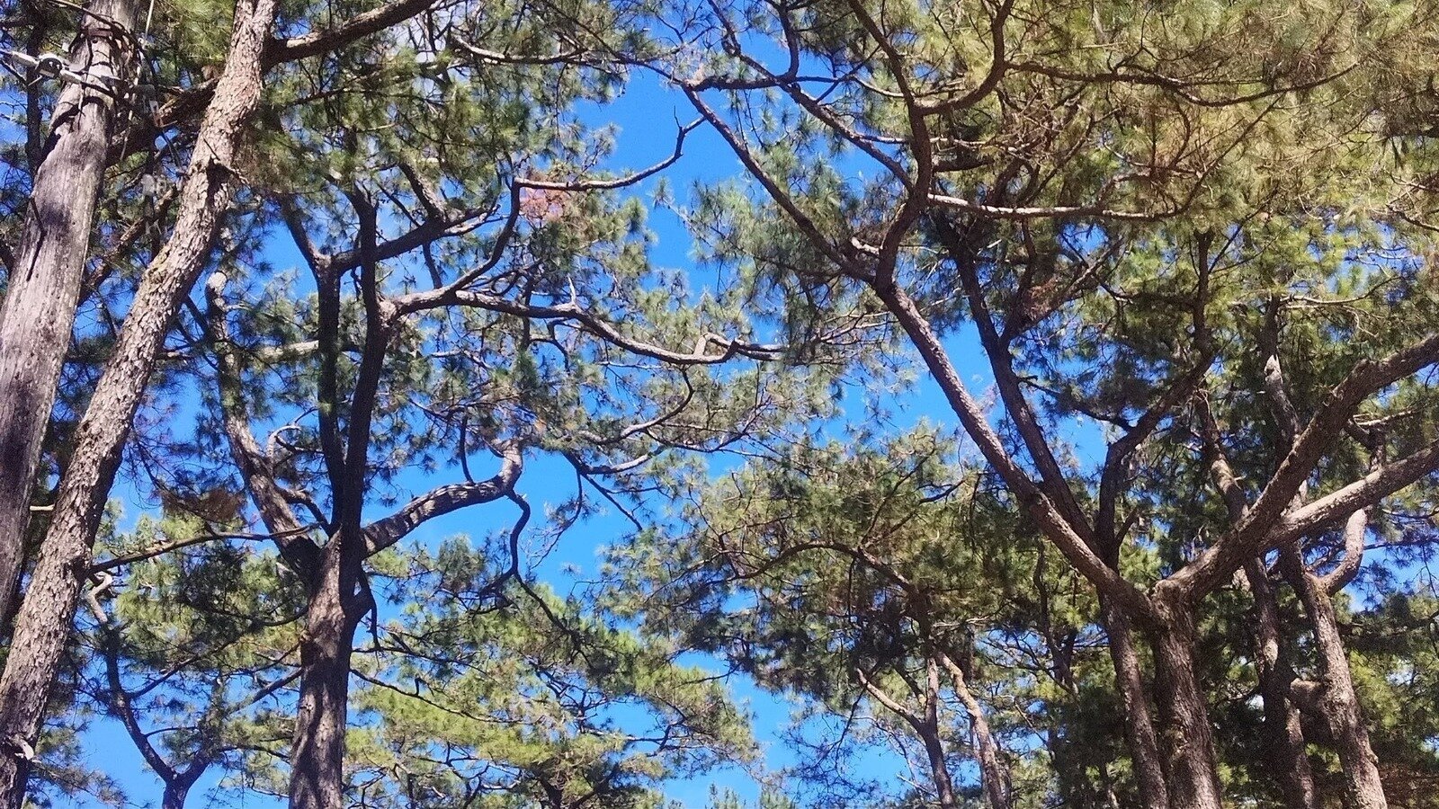 Petition · Safeguard Existing Pine Trees and Advocate for Increased ...