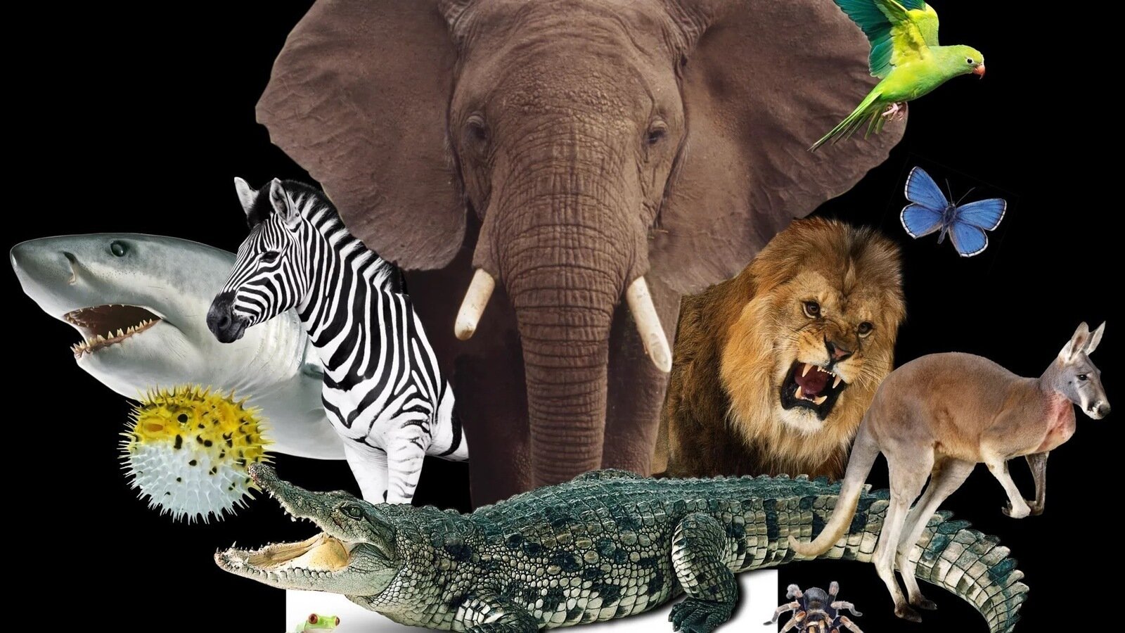 Petition · Save Our Planet from Poaching, Global Warming, Deforestation ...